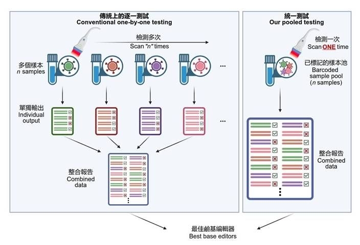 港大醫學院開發全球首個篩選精確基因編辑工具平台 - 時事台 - 香港高登討論區