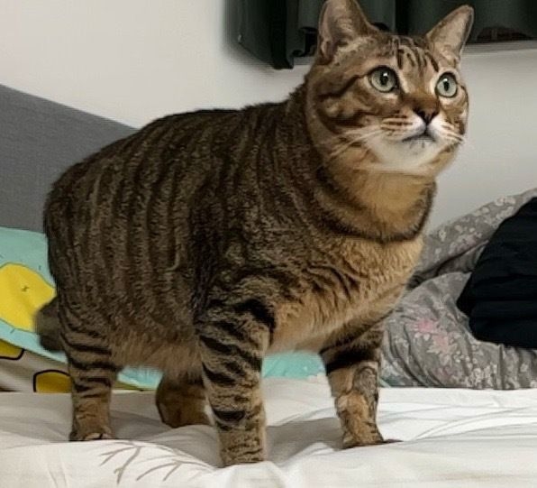 得閒無事晒下喵～ - 寵物台 - 香港高登討論區