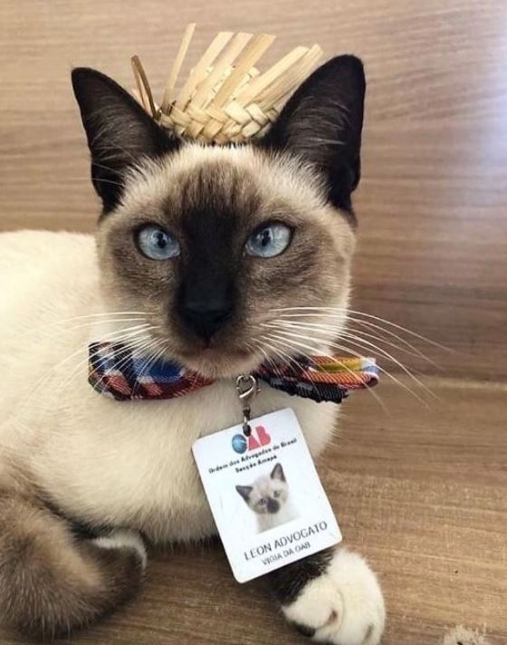 巴西公司被投訴流浪貓瞓大堂礙事 高層直接收編掛上員工證 - 時事台 - 香港高登討論區